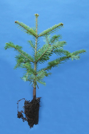 Cell Grown Plants - Trees, Shrubs and Hedges