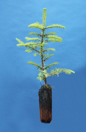 Albies Nobilis - Noble Fir Tree Cell Grown