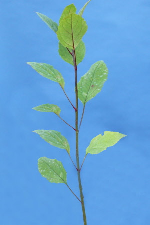 Cell Grown Plants - Trees, Shrubs and Hedges