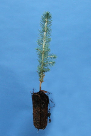 Picea Pungens Glauca - Blue Spruce Cell Grown Trees
