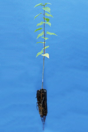 Cell Grown Plants - Trees, Shrubs and Hedges