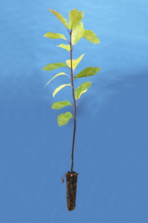 Cell Grown Plants - Trees, Shrubs and Hedges