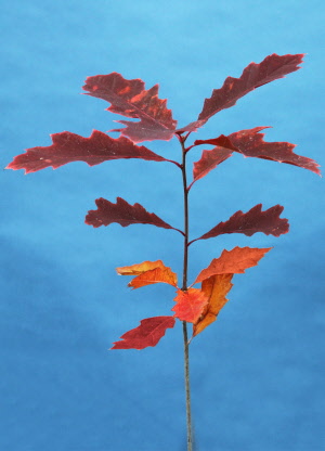 Quercus Rubra - Red Oak Cell Grown Trees